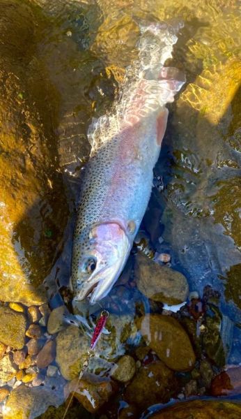 虹鳟鱼高清图片哪里找_虹鳟鱼高清图怎么拍-第1张图片-山城妙识