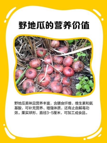 野地瓜种植技术_野地瓜适合什么土壤-第3张图片-山城妙识