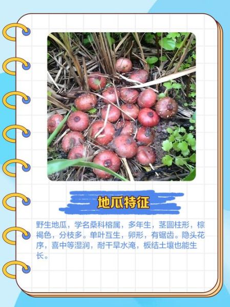 野地瓜种植技术_野地瓜适合什么土壤-第1张图片-山城妙识