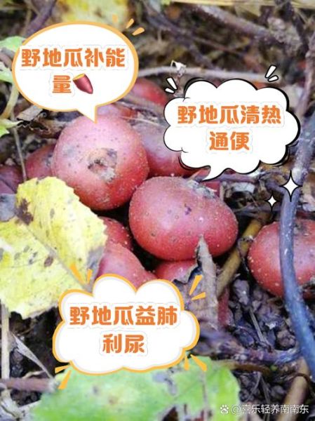 野地瓜种植技术_野地瓜适合什么土壤-第2张图片-山城妙识