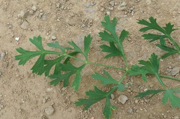 防风图片_防风植物长什么样-第1张图片-山城妙识