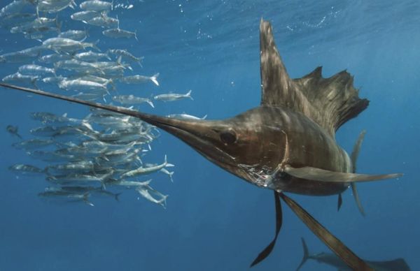 剑鱼和旗鱼哪个厉害_谁才是海洋速度之王-第1张图片-山城妙识 剑鱼和旗鱼哪个厉害_谁才是海洋速度之王-第1张图片-山城妙识