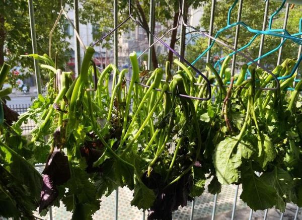 芥末是什么做的_芥菜籽怎么变成芥末-第3张图片-山城妙识 芥末是什么做的_芥菜籽怎么变成芥末-第3张图片-山城妙识