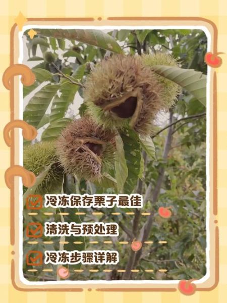 生栗子能冷冻保存吗_冷冻后口感会变差吗-第1张图片-山城妙识