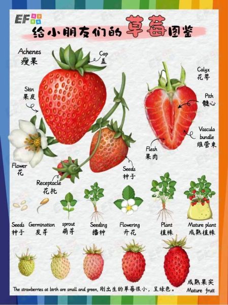 草莓英语怎么读_发音技巧-第1张图片-山城妙识