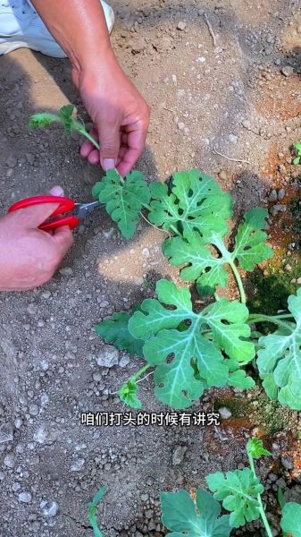 西瓜子怎么种_西瓜子种植时间和方法-第1张图片-山城妙识