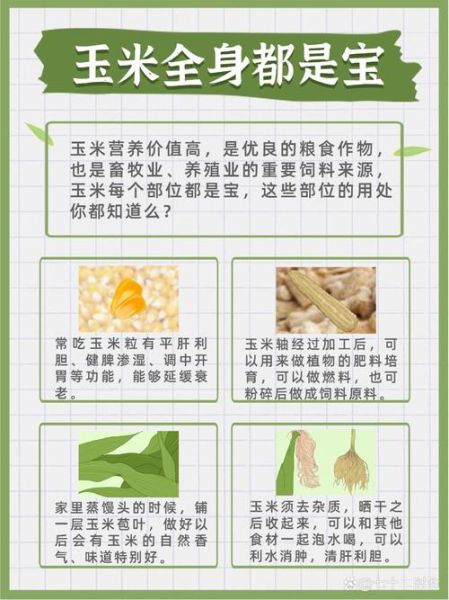 玉米的功效与作用_玉米能减肥吗-第1张图片-山城妙识