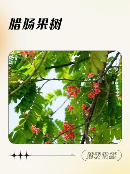 腊肠树果实的功效与作用_腊肠树怎么种植-第1张图片-山城妙识 腊肠树果实的功效与作用_腊肠树怎么种植-第1张图片-山城妙识