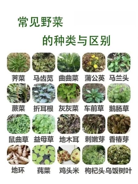 野菜品种大全有哪些_野菜名字怎么区分-第1张图片-山城妙识