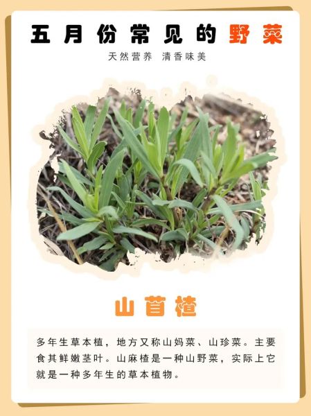 野菜品种大全有哪些_野菜名字怎么区分-第2张图片-山城妙识