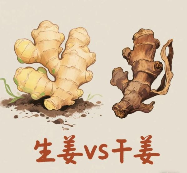 干姜的功效与作用_干姜和生姜有什么区别-第1张图片-山城妙识 干姜的功效与作用_干姜和生姜有什么区别-第1张图片-山城妙识