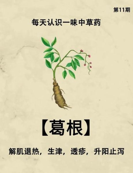 野葛根图片_野葛根的功效与作用-第2张图片-山城妙识 野葛根图片_野葛根的功效与作用-第2张图片-山城妙识