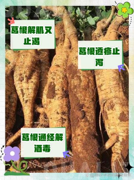 野葛根图片_野葛根的功效与作用-第3张图片-山城妙识 野葛根图片_野葛根的功效与作用-第3张图片-山城妙识