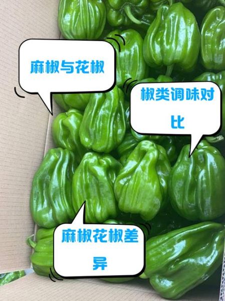 麻椒和花椒一样吗_麻椒与花椒的区别-第2张图片-山城妙识