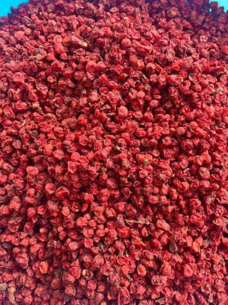 五味子价格多少钱一斤_五味子多少钱一斤2024最新行情-第1张图片-山城妙识