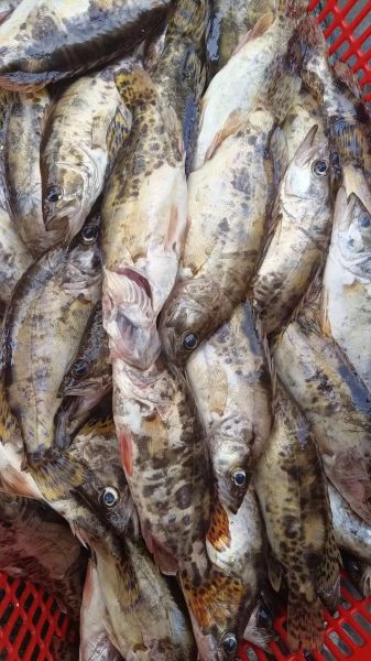 桂花鱼图片_如何挑选鲜活桂花鱼-第1张图片-山城妙识