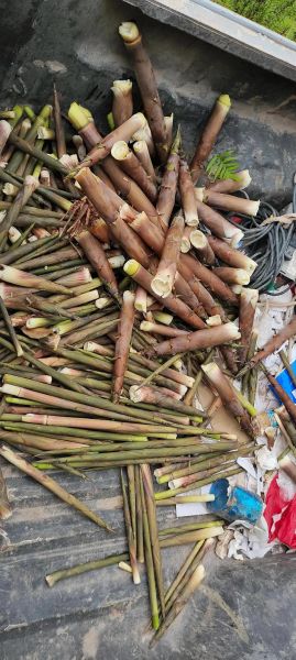 野笋的功效与作用_野笋的营养价值高吗-第2张图片-山城妙识 野笋的功效与作用_野笋的营养价值高吗-第2张图片-山城妙识