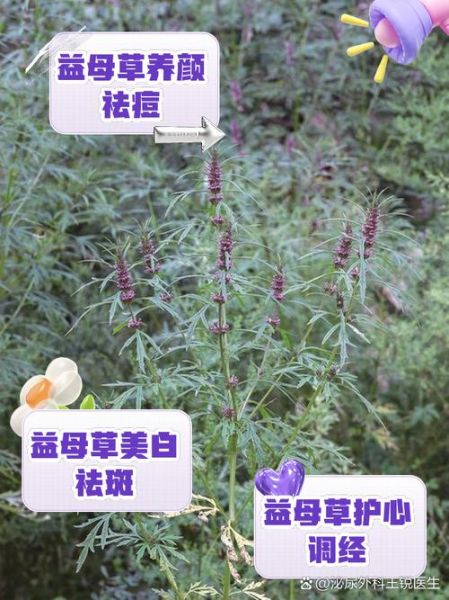 益母草蜂蜜的功效与作用_经期可以喝吗-第3张图片-山城妙识 益母草蜂蜜的功效与作用_经期可以喝吗-第3张图片-山城妙识