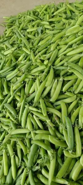 小豌豆图片大全_如何挑选高清壁纸-第3张图片-山城妙识 小豌豆图片大全_如何挑选高清壁纸-第3张图片-山城妙识