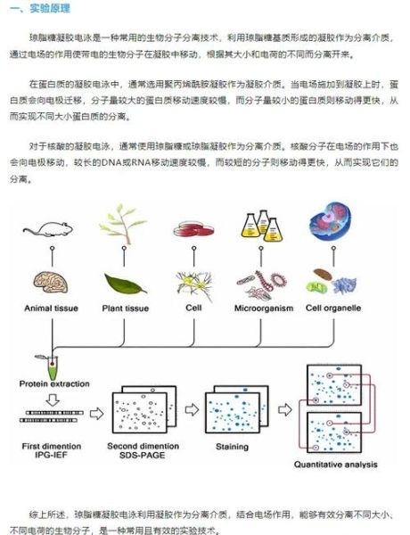 琼脂糖凝胶电泳条带怎么看_条带异常原因分析-第1张图片-山城妙识
