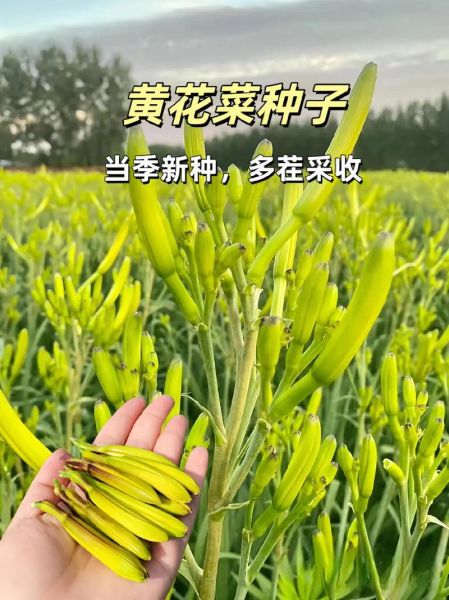 金针菜和黄花菜的区别_金针菜就是黄花菜吗-第1张图片-山城妙识