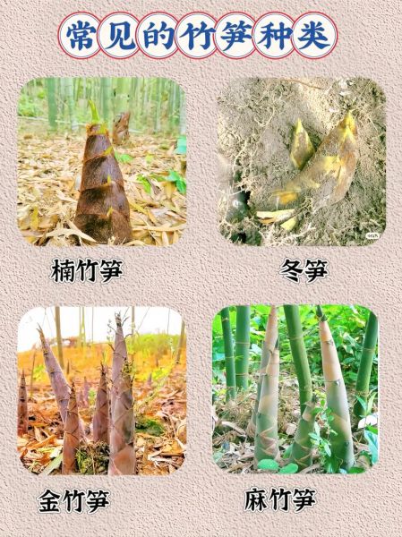 笋的种类有哪些_如何挑选新鲜笋-第2张图片-山城妙识