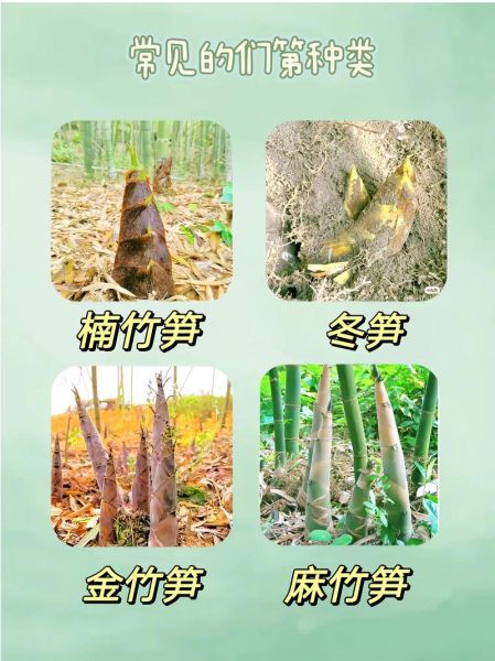 笋的种类有哪些_如何挑选新鲜笋-第1张图片-山城妙识