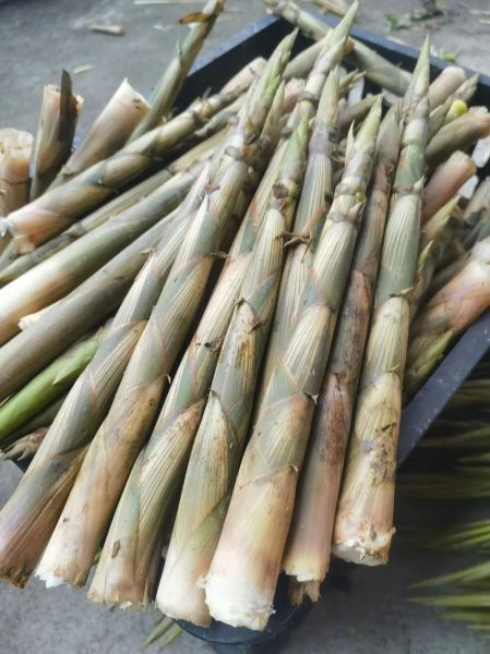 笋的种类有哪些_如何挑选新鲜笋-第3张图片-山城妙识