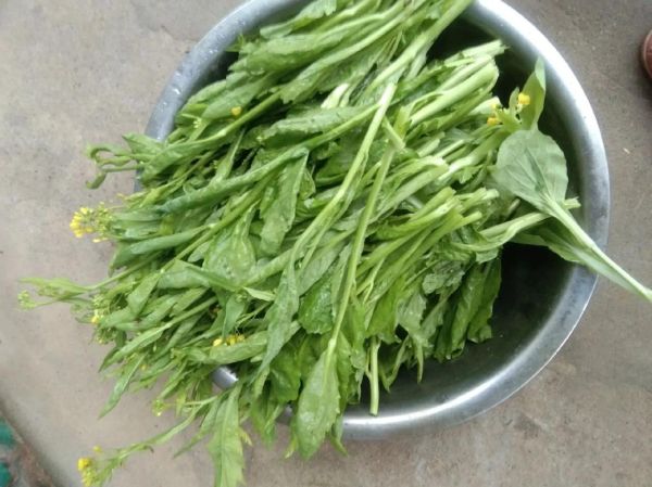芥菜不焯水可以直接炒吗_芥菜炒前要不要焯水-第3张图片-山城妙识 芥菜不焯水可以直接炒吗_芥菜炒前要不要焯水-第3张图片-山城妙识