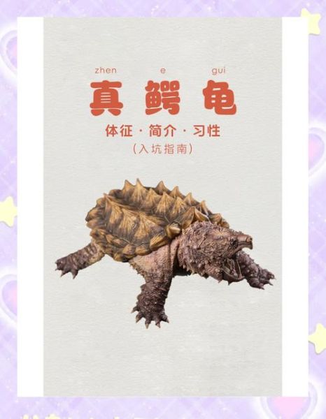 养鳄龟有什么禁忌_鳄龟新手常犯错误-第3张图片-山城妙识