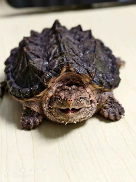 养鳄龟有什么禁忌_鳄龟新手常犯错误-第1张图片-山城妙识