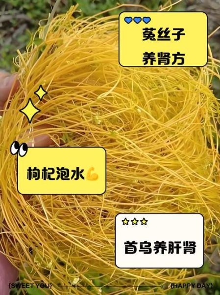 用什么泡茶补肾壮阳增大_怎么泡效果最好-第3张图片-山城妙识 用什么泡茶补肾壮阳增大_怎么泡效果最好-第3张图片-山城妙识