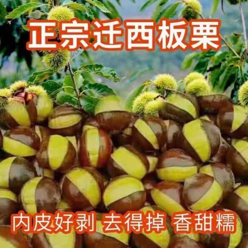 迁西板栗多少钱一斤_迁西板栗哪里买最正宗-第3张图片-山城妙识 迁西板栗多少钱一斤_迁西板栗哪里买最正宗-第3张图片-山城妙识