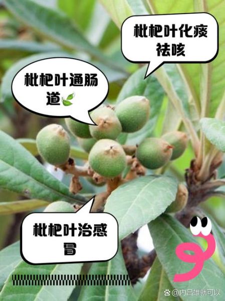 枇杷叶的功效与作用是什么_枇杷叶能治什么病-第3张图片-山城妙识