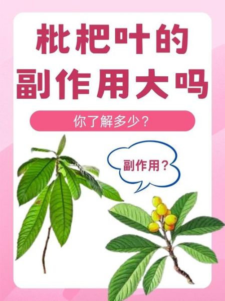 枇杷叶的功效与作用是什么_枇杷叶能治什么病-第2张图片-山城妙识