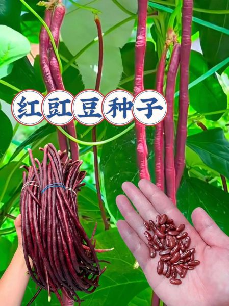 红豇豆的功效与作用_红豇豆怎么吃最营养-第2张图片-山城妙识
