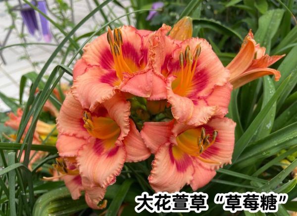 大花萱草怎么养_大花萱草耐寒吗-第3张图片-山城妙识