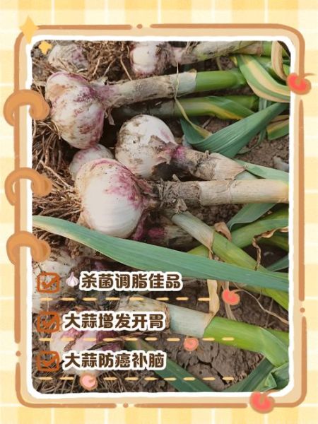 蒜的拼音怎么读_蒜的拼音和意思是什么-第1张图片-山城妙识