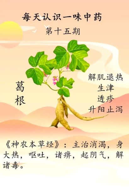 葛根的作用与功能主治_葛根能降血压吗-第1张图片-山城妙识