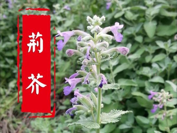罗勒叶是荆芥吗_罗勒与荆芥的区别-第1张图片-山城妙识