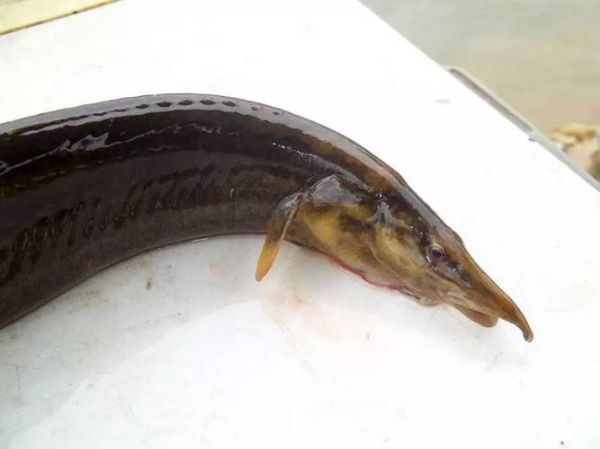 镰刀鱼是什么鱼_镰刀鱼图片长什么样-第1张图片-山城妙识
