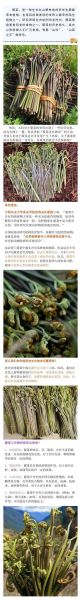 蕨菜致癌是真的吗_蕨菜致癌科学依据-第1张图片-山城妙识