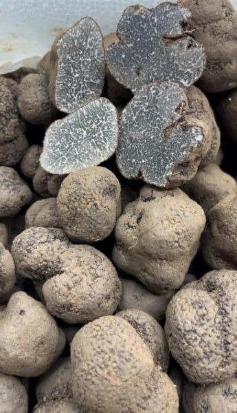 辽宁松露产地在哪里_辽宁松露生长环境-第1张图片-山城妙识