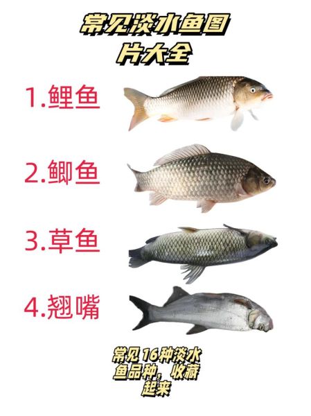 鱼图片大全_如何挑选高清鱼图-第3张图片-山城妙识