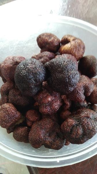 辽宁松露产地在哪里_辽宁松露生长环境-第3张图片-山城妙识