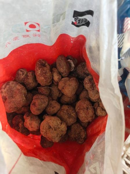 辽宁松露产地在哪里_辽宁松露生长环境-第2张图片-山城妙识