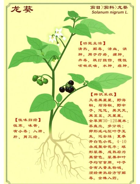 龙葵的功效与作用_龙葵怎么吃-第1张图片-山城妙识