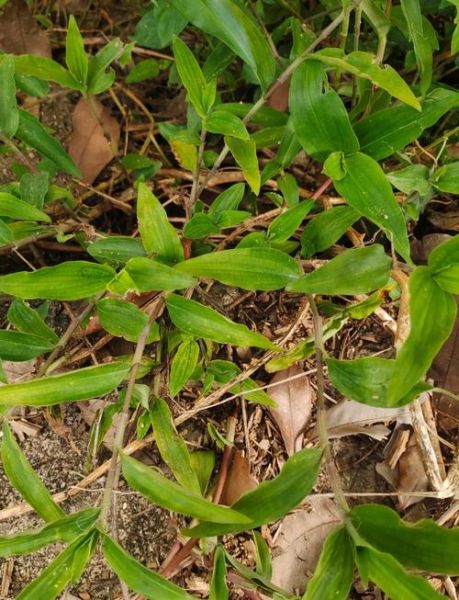 鸭跖草怎么读_鸭跖草的功效与作用-第1张图片-山城妙识 鸭跖草怎么读_鸭跖草的功效与作用-第1张图片-山城妙识