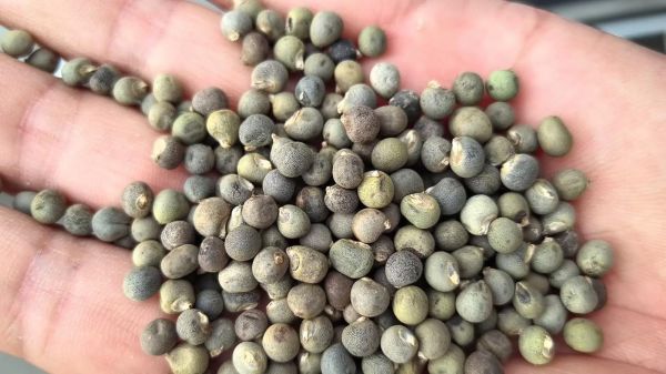 黄秋葵种子多少钱一斤_黄秋葵种子批发价格表-第1张图片-山城妙识