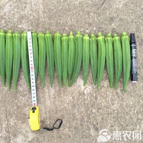 黄秋葵种子多少钱一斤_黄秋葵种子批发价格表-第2张图片-山城妙识